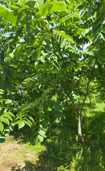 Butternut, Hybrid 1-0 – New Hampshire Seedlings