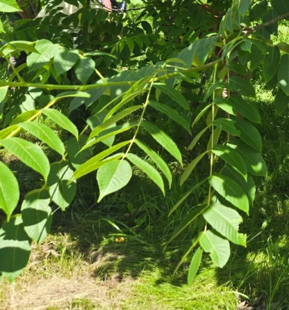 Butternut, Hybrid 1-0 – New Hampshire Seedlings