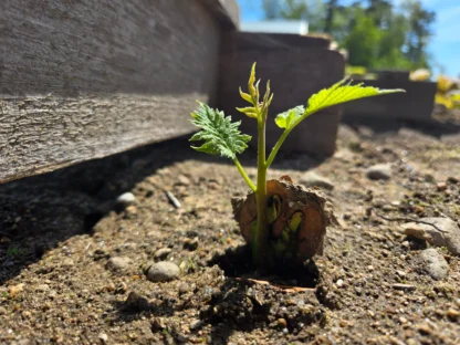 Butternut, Hybrid 1-0 – New Hampshire Seedlings